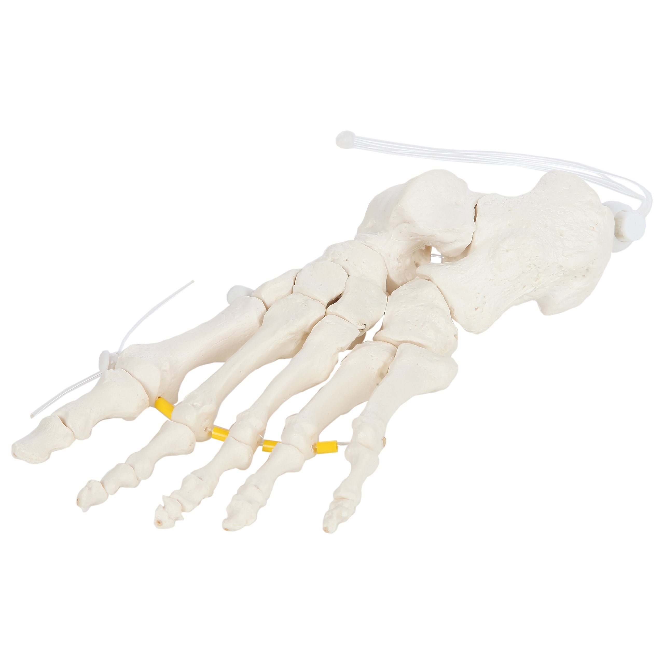 Snapklik.com : Axis Scientific Skeletal Foot Left Loosely Threaded And ...