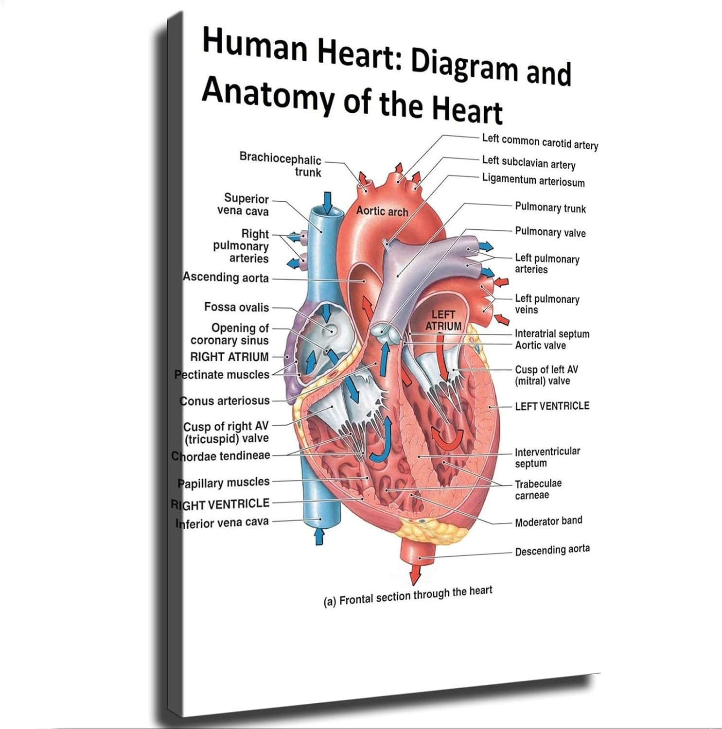 Amazon.com: Diagram and Anatomy of The Heart Cardiology Knowledge ...