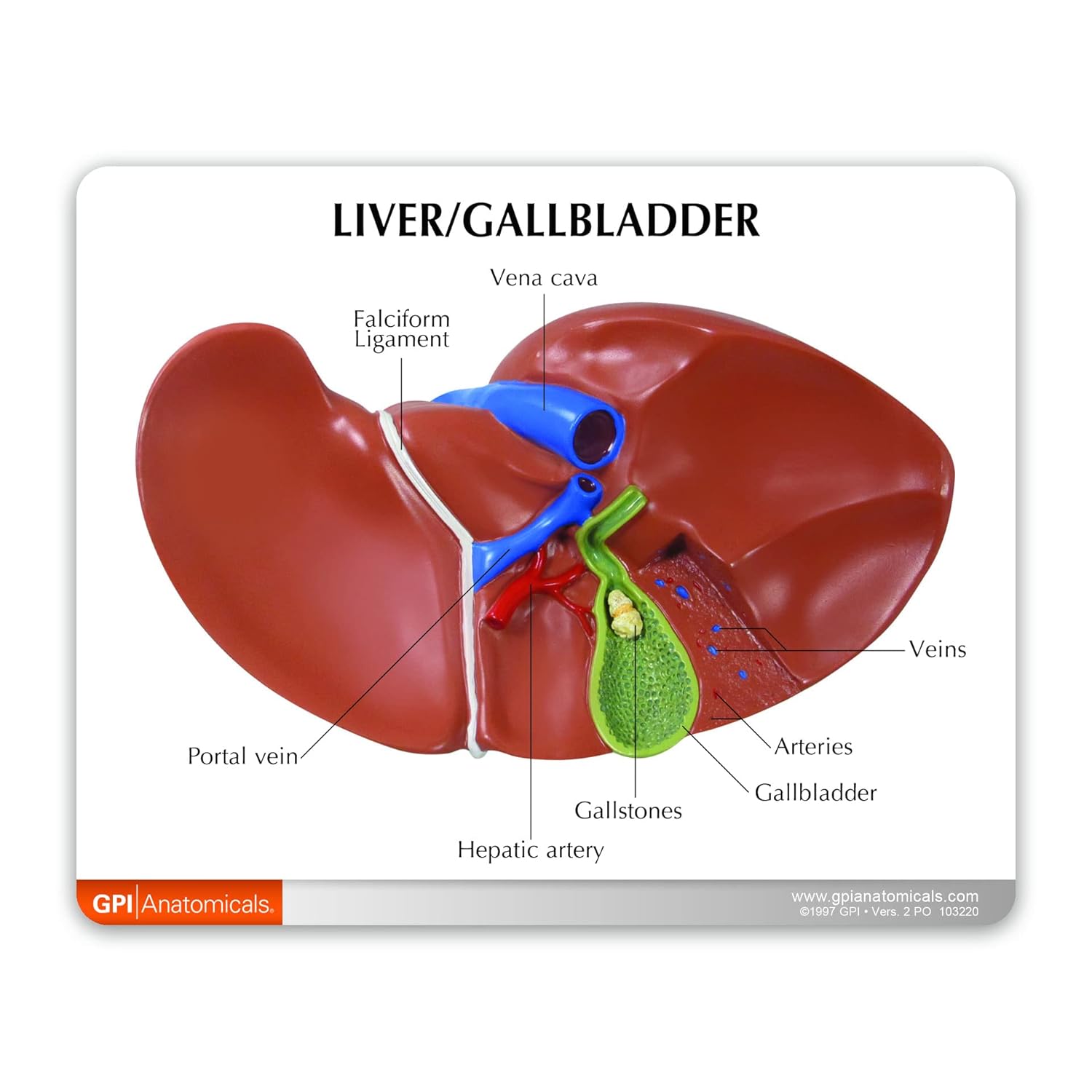 GPI Anatomicals - Liver and Gallbladder Model, Philippines | Ubuy