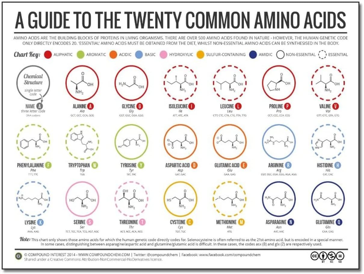 Amazon.com: Educational Poster 20 Amino Acids - Physiological Structure ...