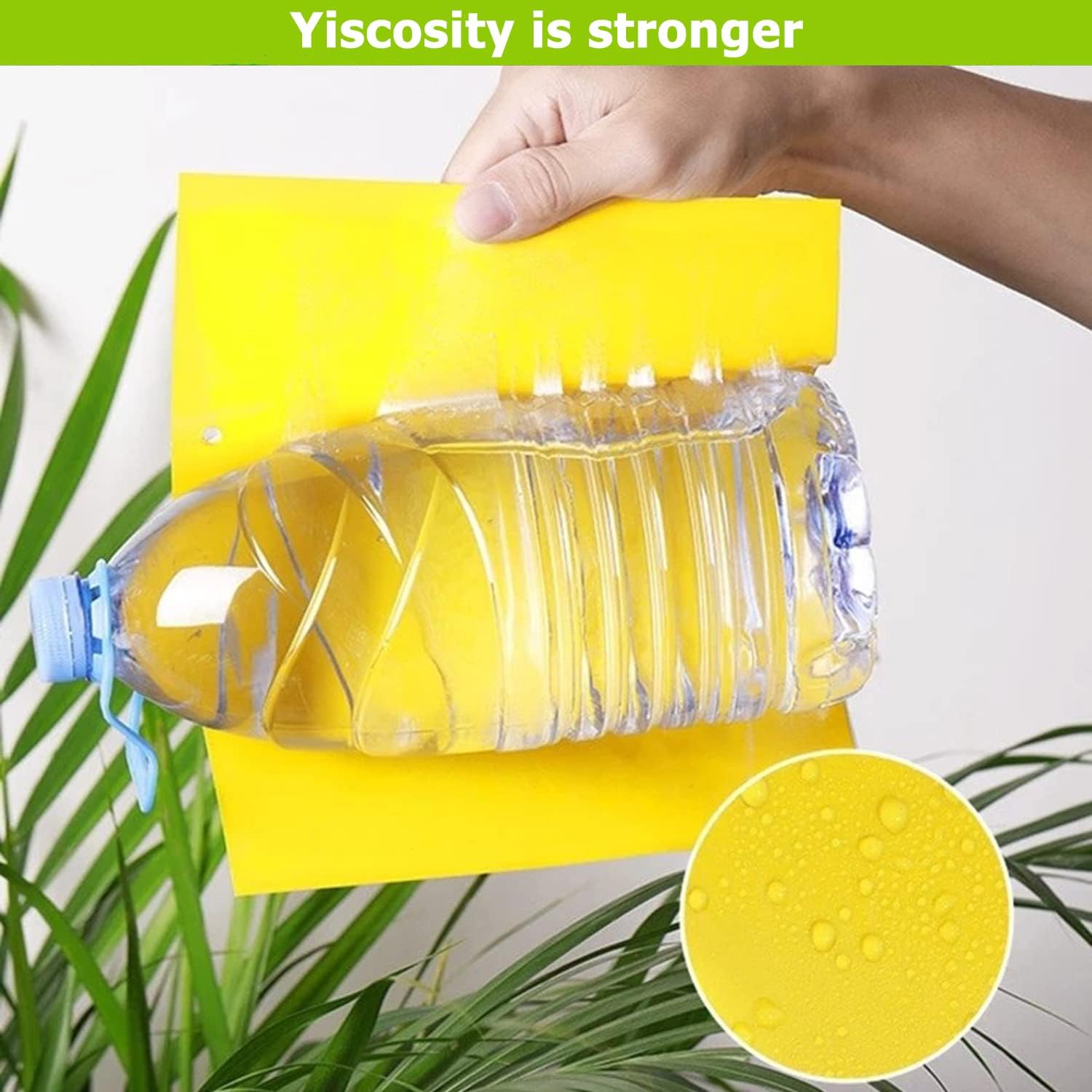 Buy Cheechee 40-Pack Fruit Fly Trap, Yellow Sticky Traps for Gnats ...