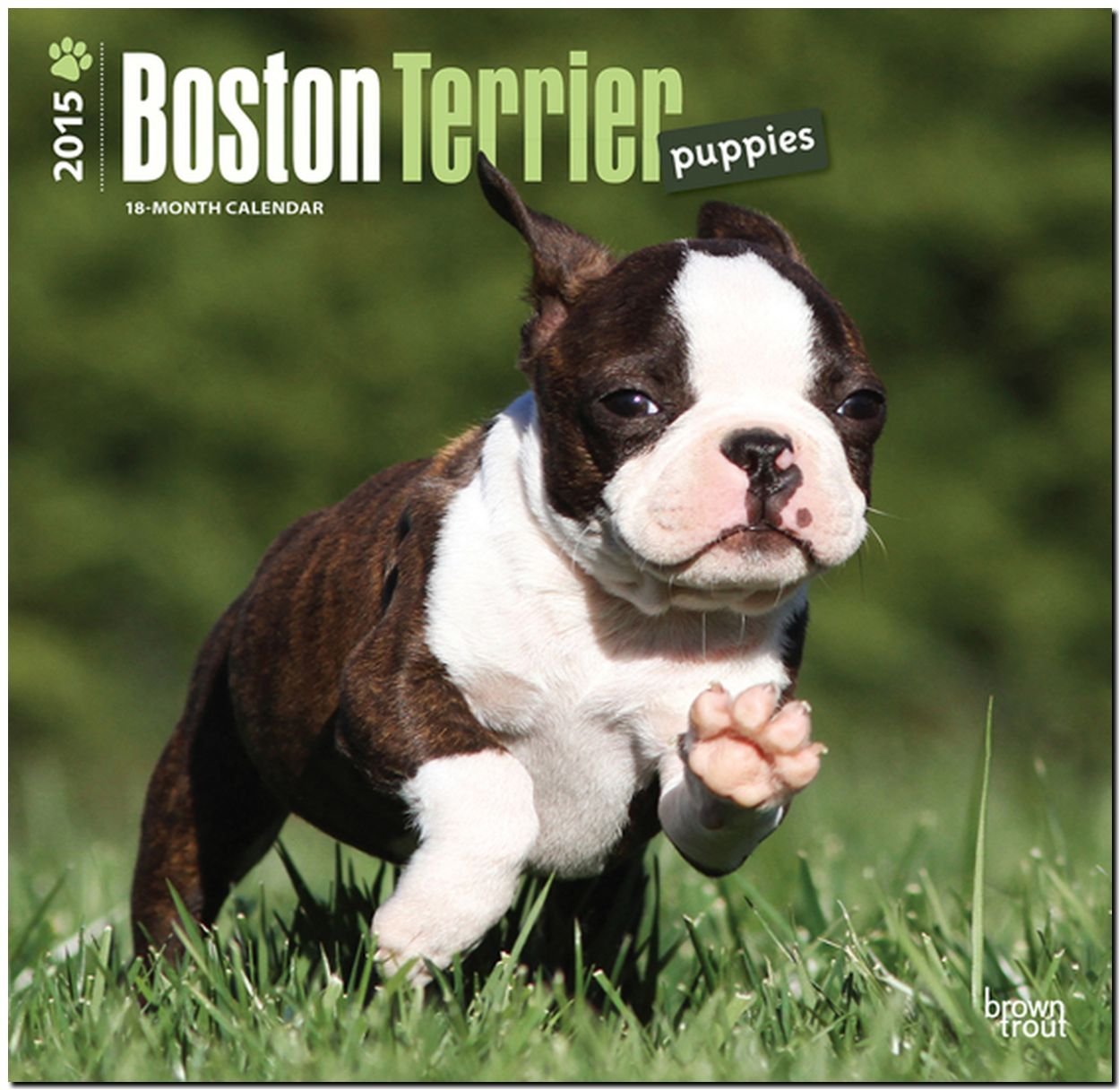Boston Terrier Puppies 2015 18-Month Calendar: Browntrout Publishers ...