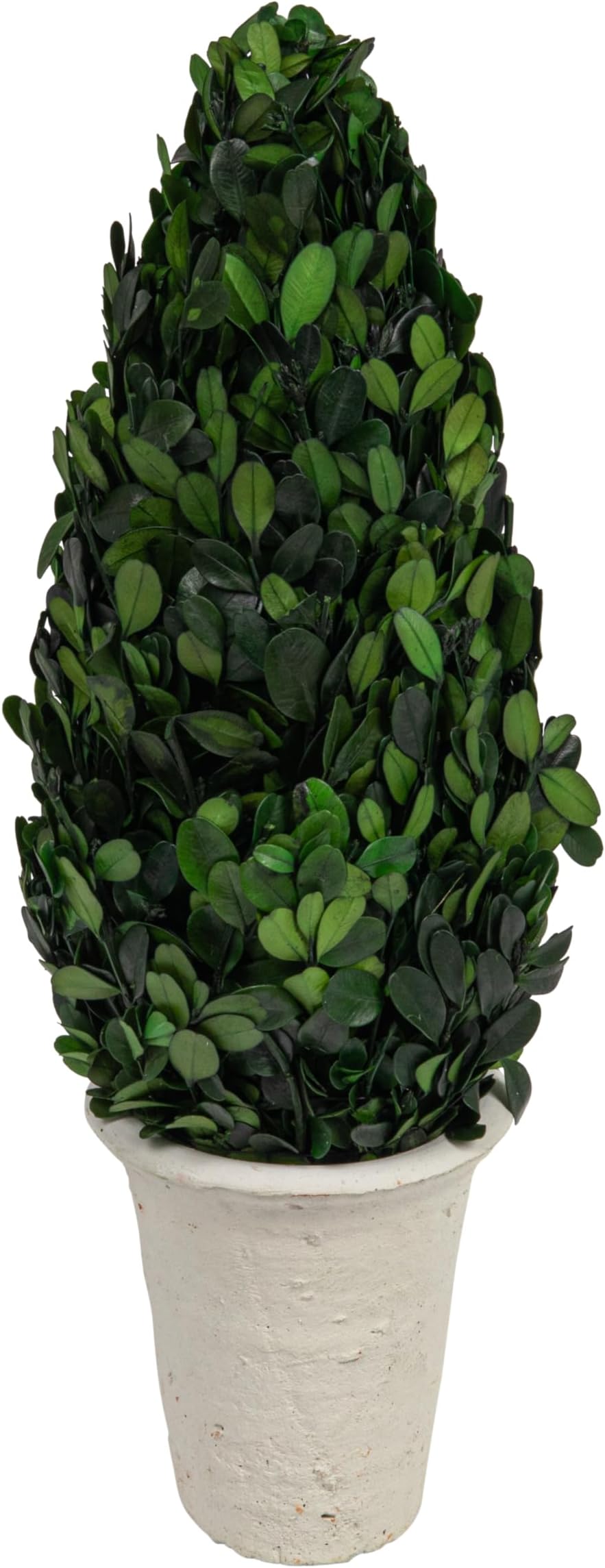 Amazon.com - Natural Preserved Boxwood Topiary in Pot 9 inch Stunning ...