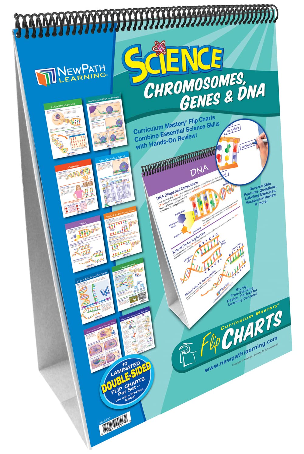 Amazon.com: NewPath Learning Chromosomes, Genes & DNA Laminated, Double ...