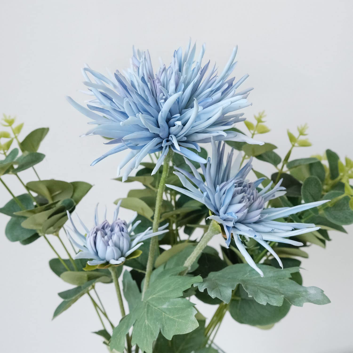 Blue Spider Flower