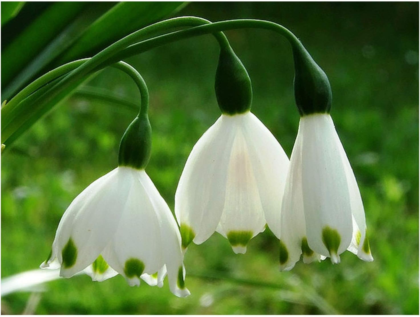 GARTHWAITE NURSERIES® : - UK Stockist. Potted 9CM Leucojum Aestivum ...