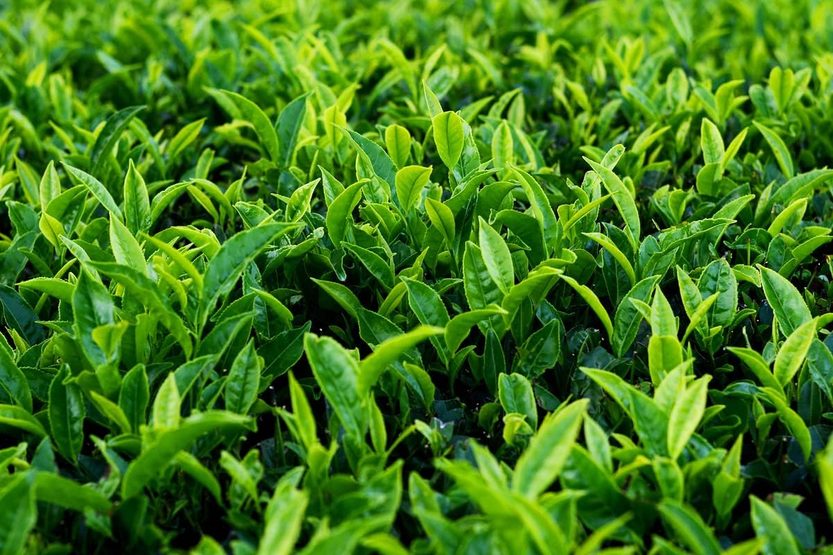 Paquete de 3 plantas de té Camellia Sinenis de 6 a 8 pulgadas para ...