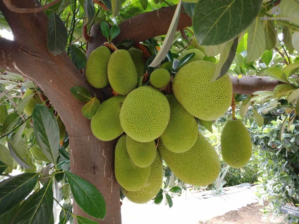 Green view"Seedless Jackfruit" Malaysian Green Variety Varikka Katahal ...