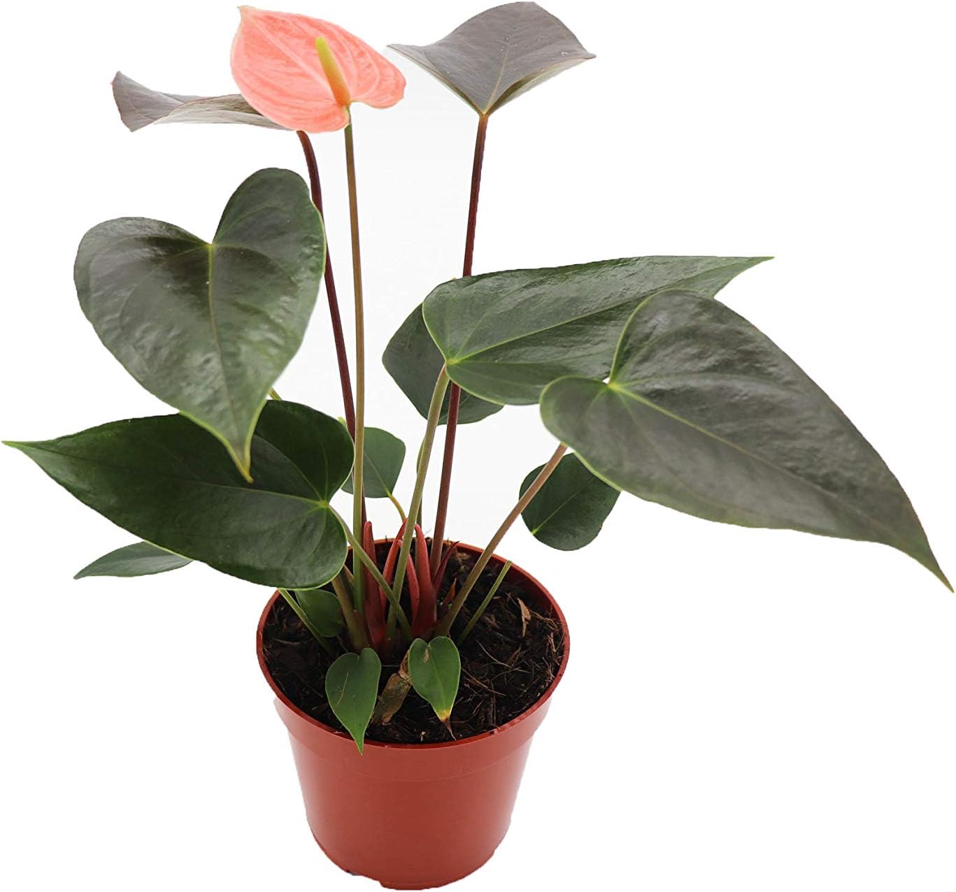 Amazon.com : MITRAEE 100 Blue anthurium Flower Seeds : Patio, Lawn & Garden