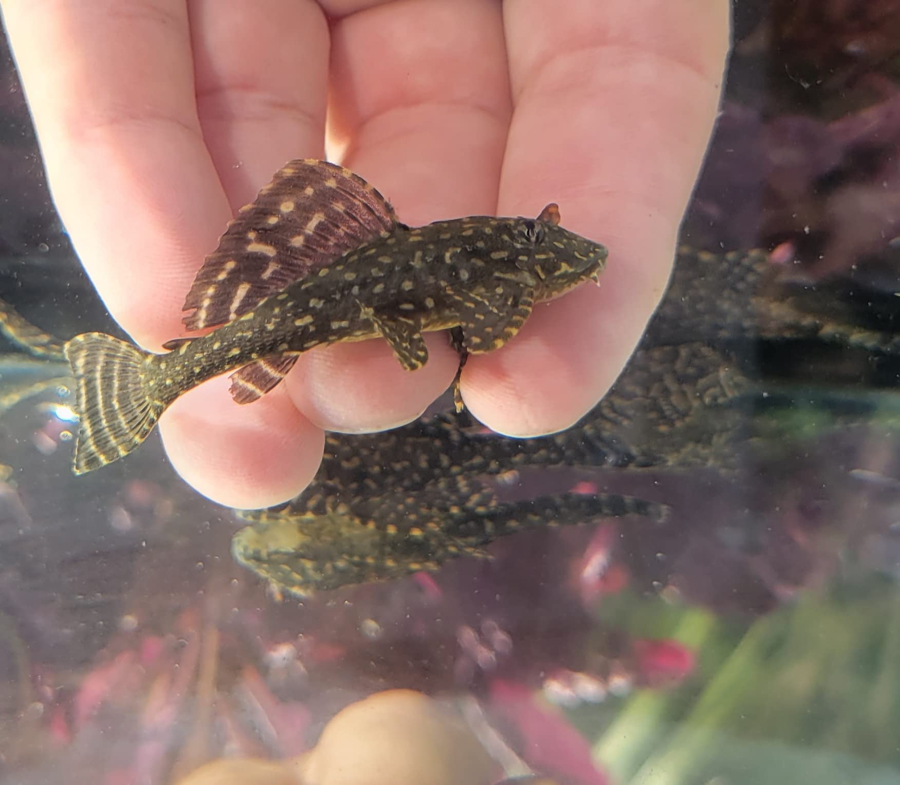 Baby Common Pleco