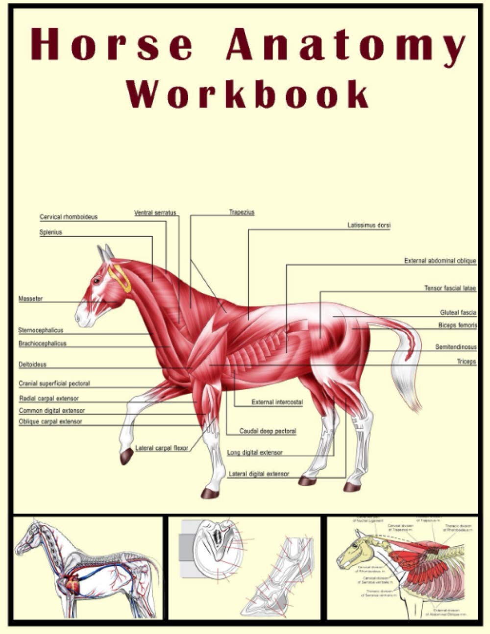 Buy Horse Anatomy Workbook: A Learning Aid for Students Based on Peter ...