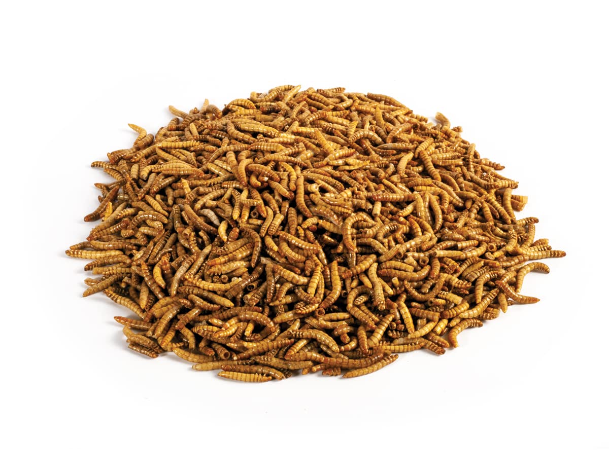 Crunchy Critters Edible Insects Half a pint of Mealworms - 59g : Amazon ...
