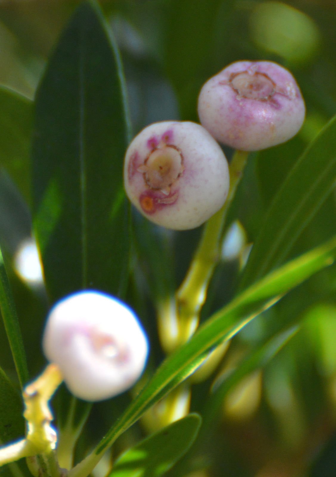 Buy Syzygium (Acmena) smithii | Mini Lilly Pilly | 10_ Online at ...