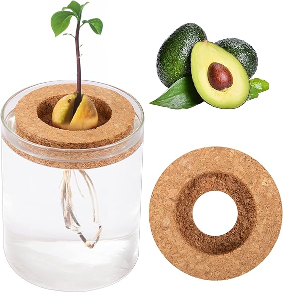 Amazon.com: Biggun Avocado Tree Growing Kit - 3.9''×4.7'' Glass ...