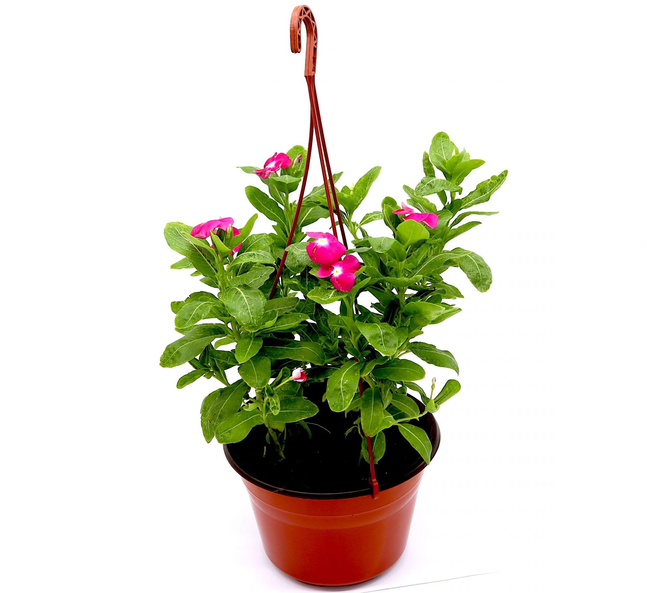 Vinca Plant In Pots Variegated Vinca Vine