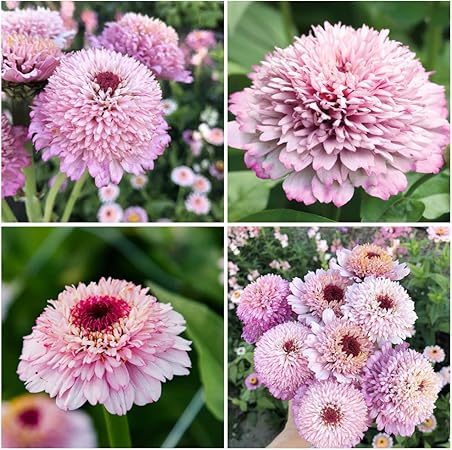 Amazon.com : 50+Perennial Zinderella Lilac Flower Seeds for Planting ...