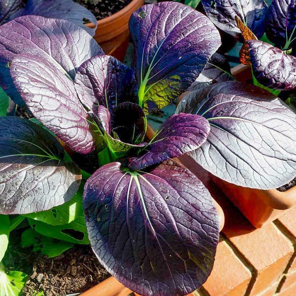 Buy Pak Choi Rubi F1 - Brassica rapa VAR. chinensis Vegetable , Also ...