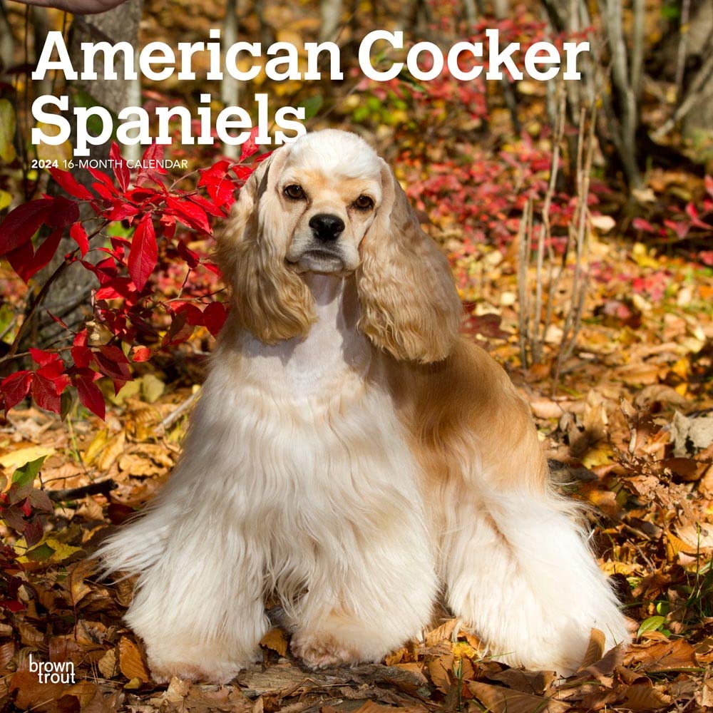 American Cocker Spaniels | 2024 12 x 24 Inch Monthly Square Wall ...