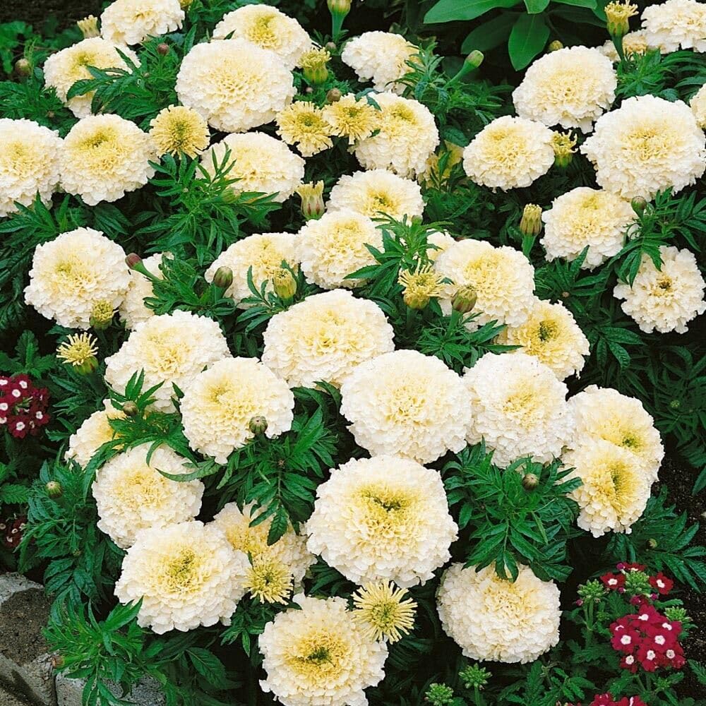 Amazon.com : 50 Eskimo White African Marigold Flower Seeds Tall Orange ...