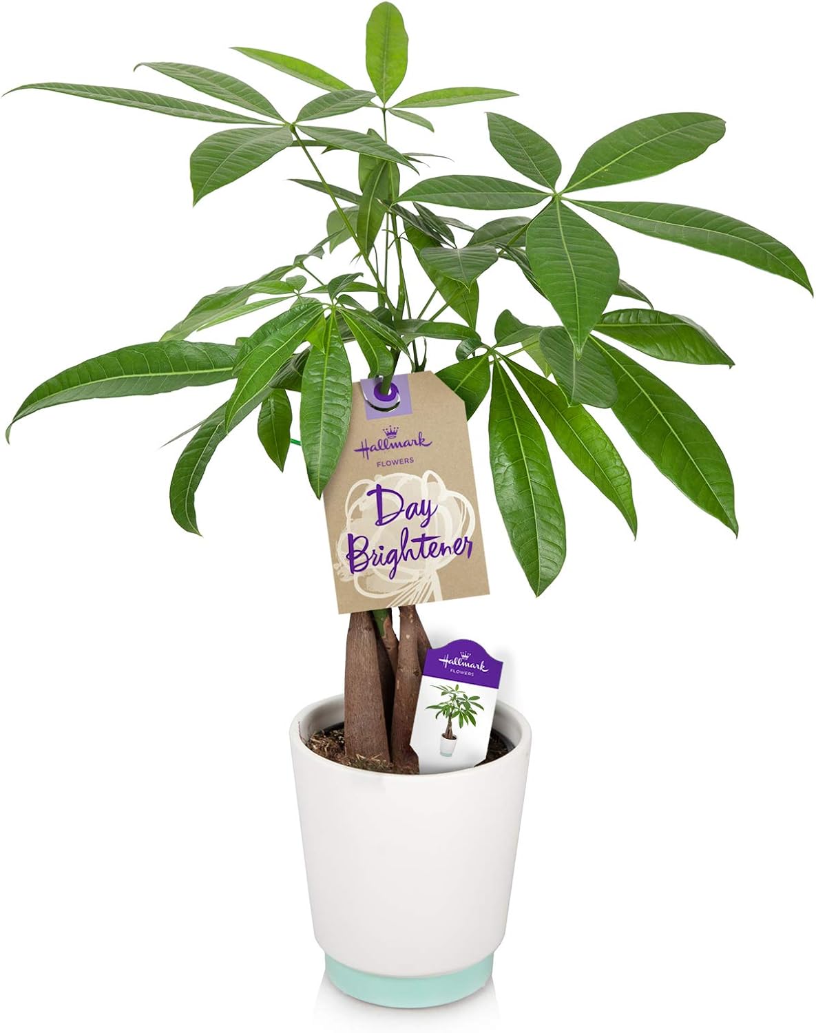 Amazon.com : Hallmark Flowers 15" to 18" Tall Money Tree in White and ...