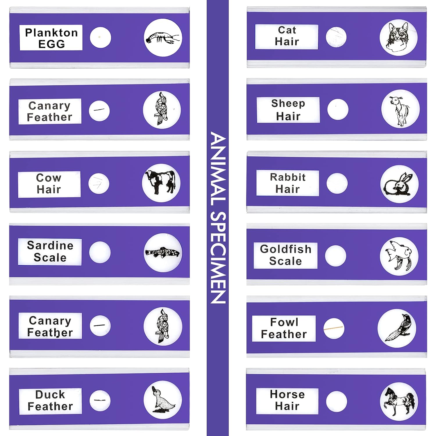 Plastic Prepared Microscope Slides Specimen 48Pcs Insects Plants ...