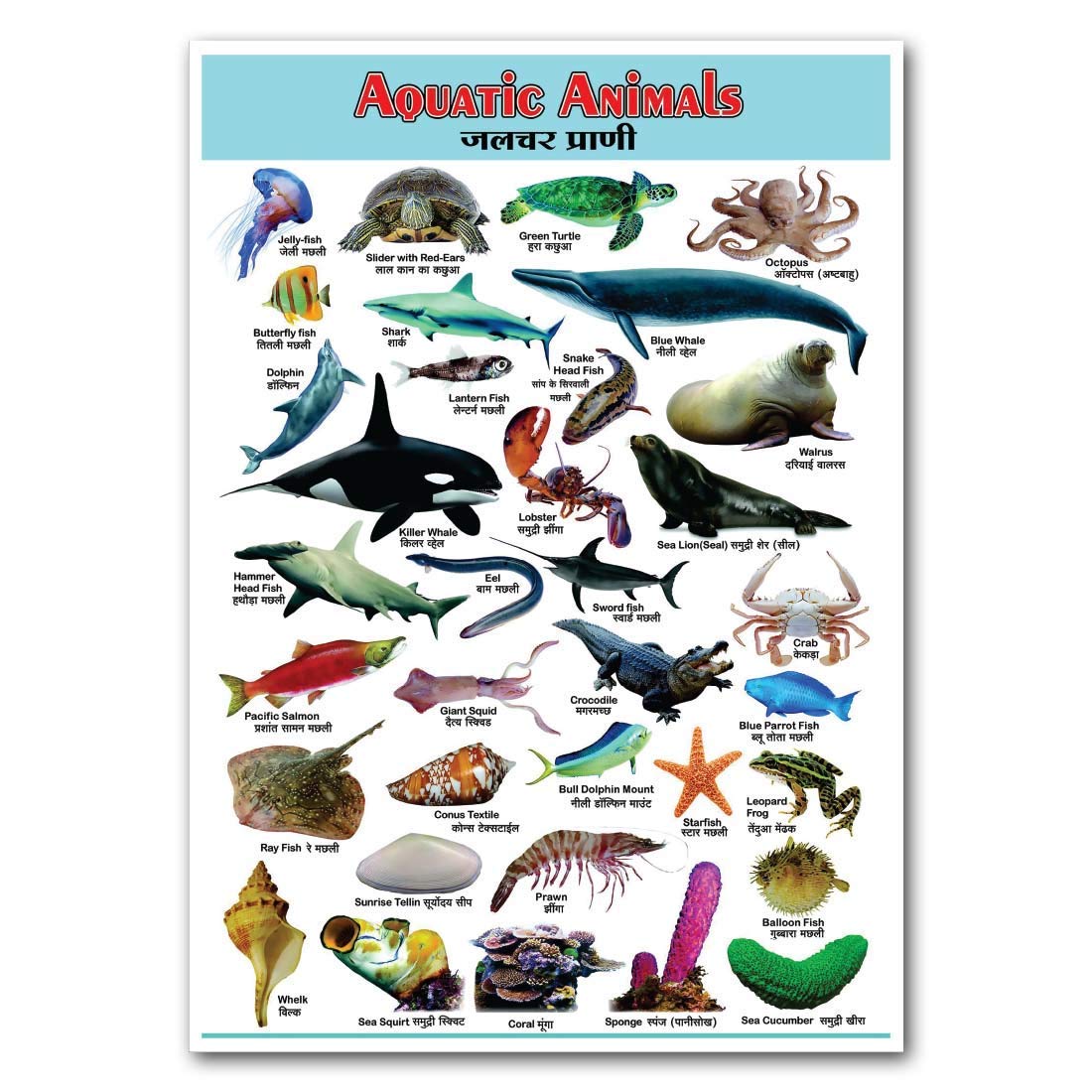 Buy 100Yellow ® Boy's and Girl's Paper Aquatic Animal Name Educational ...