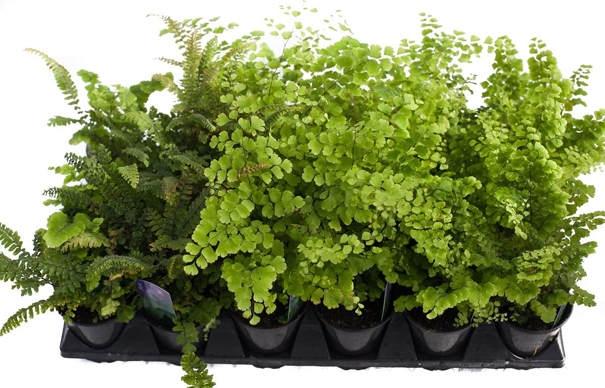 Buy Maidenhair Fern Assortment - 3 Live s in 4 Inch Pots - Rare and ...