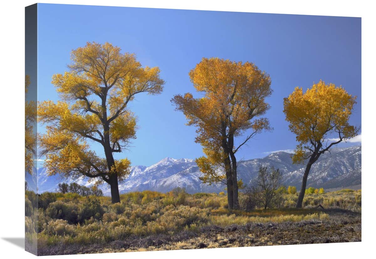 Cottonwood Fall Color