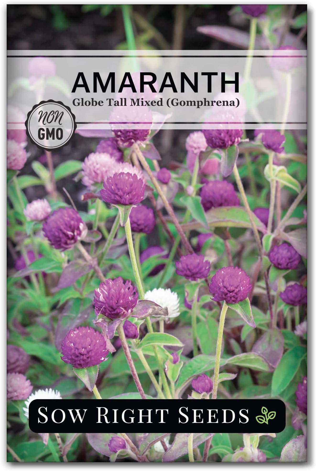 Amazon.com : 50+ Globe Amaranth Mixed Color Flower Seeds Dried ...