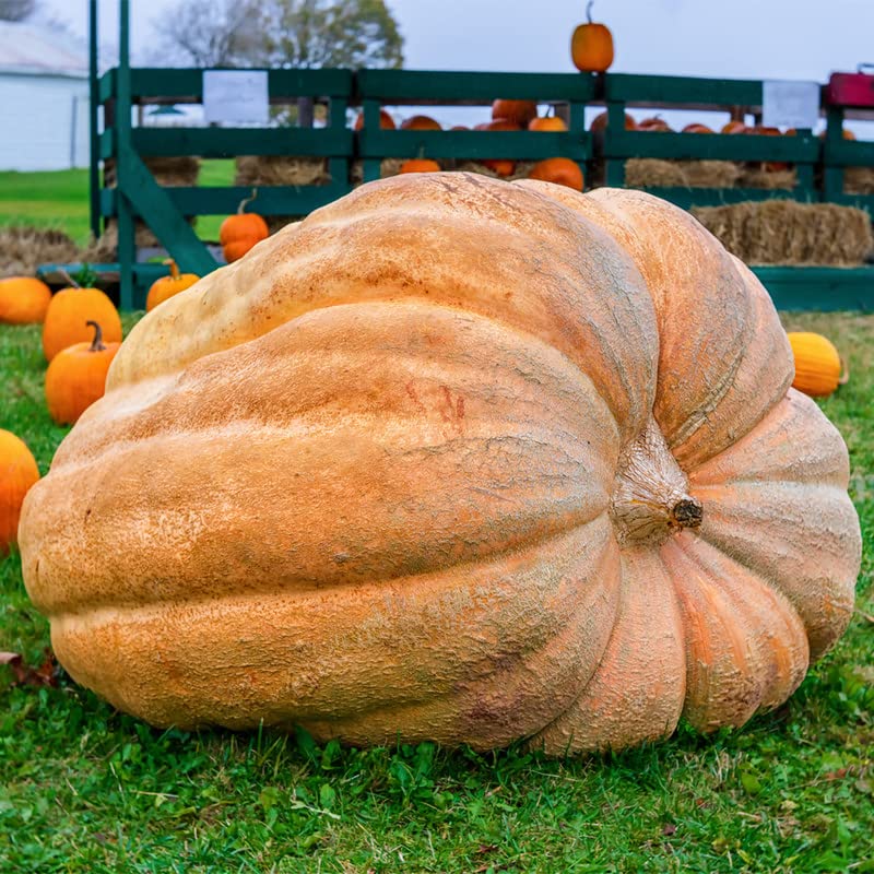 Amazon.com : Pumpkin-Atlantic Giant (10 Seeds) : Patio, Lawn & Garden