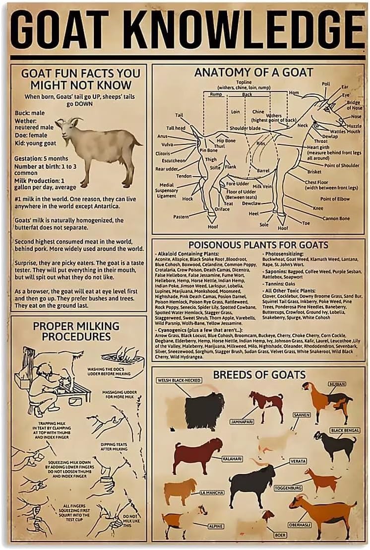 Amazon.com: Goat Knowledge Metal Tin Sign Metal Poster School Classroom ...