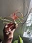 Amazon.com : Tillandsia Bulbosa Belize by CTS Air Plants : Patio, Lawn ...