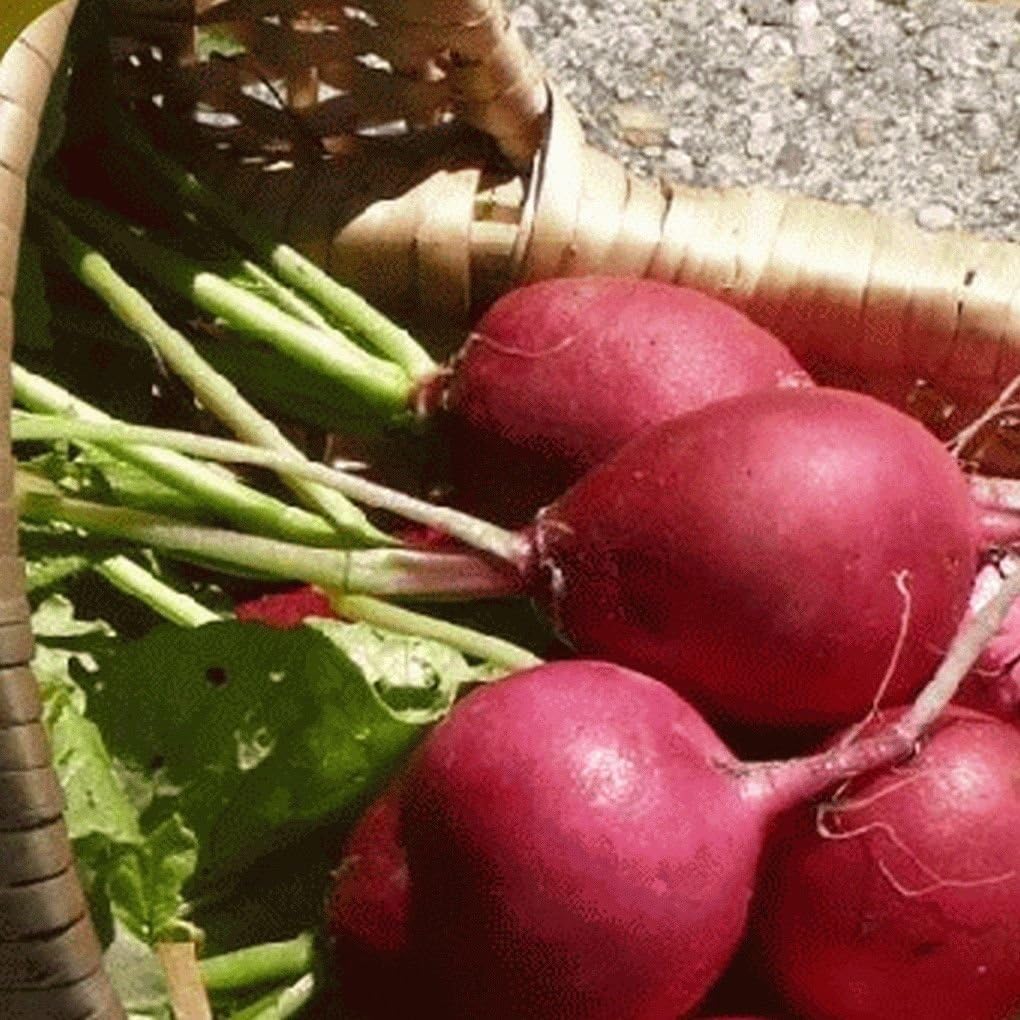 Amazon.com : 300 German Giant Radish Seeds : Patio, Lawn & Garden
