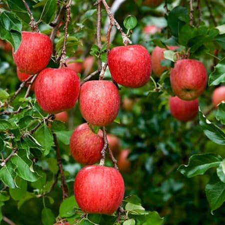 Amazon.com : Winesap Apple Trees Live Plants, 24 Inches Tall, Red Apple ...