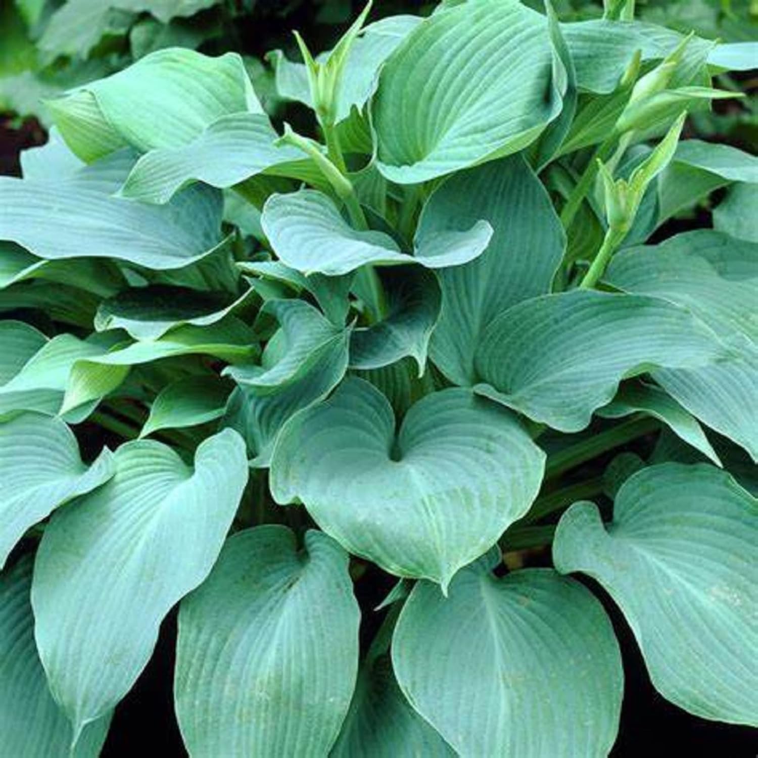 Amazon.com : CHUXAY GARDEN Hosta Seed 'Blue Angel',Sieboldiana,Plantain ...