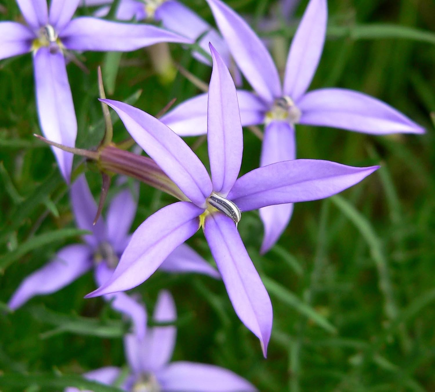 Isotoma Axillaris ~ Laurentia Blue Star Creeper ~ Pink Star Flower ~ 30 ...