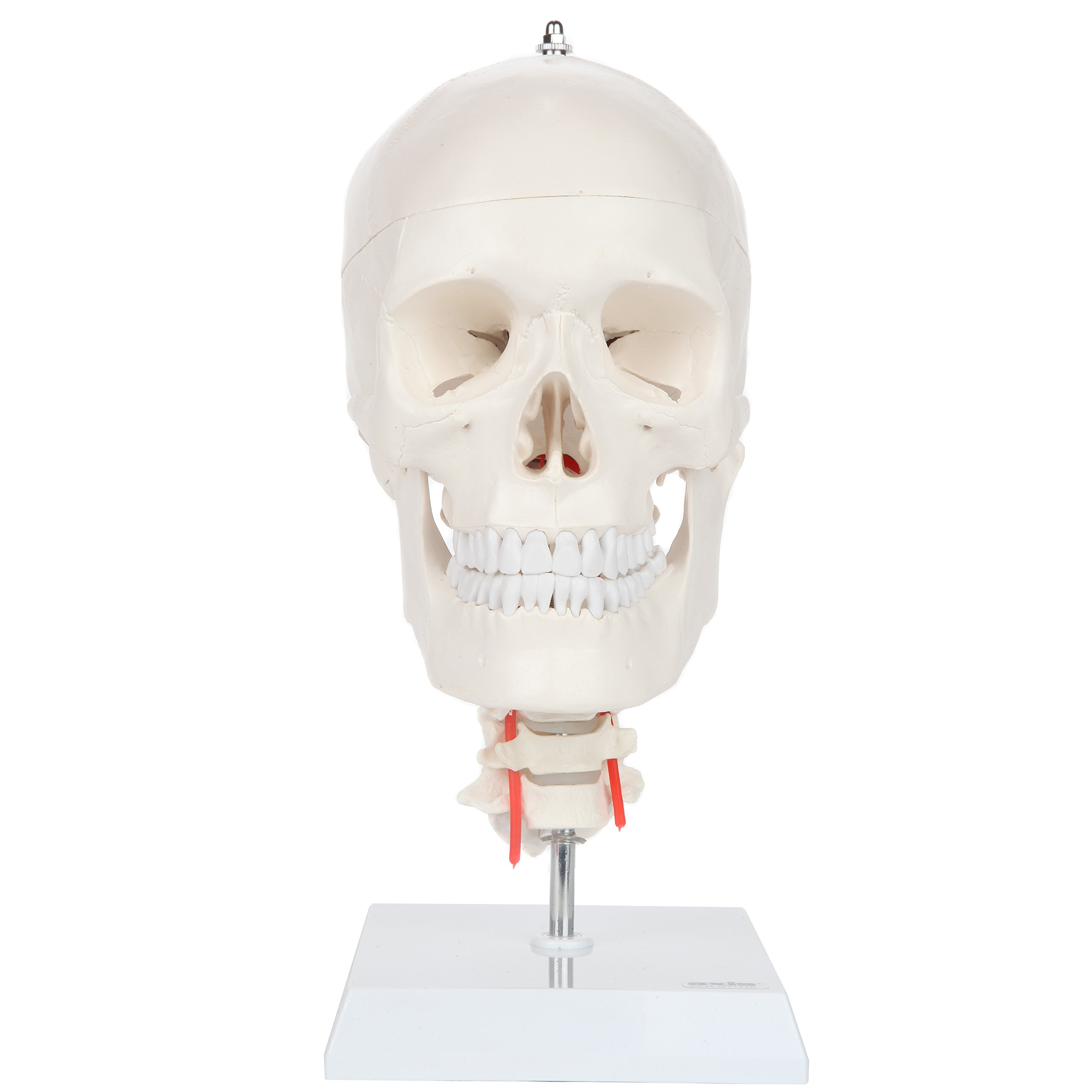 Axis Scientific 3-Part Human Skull Model with Flexible Neck | Realistic ...