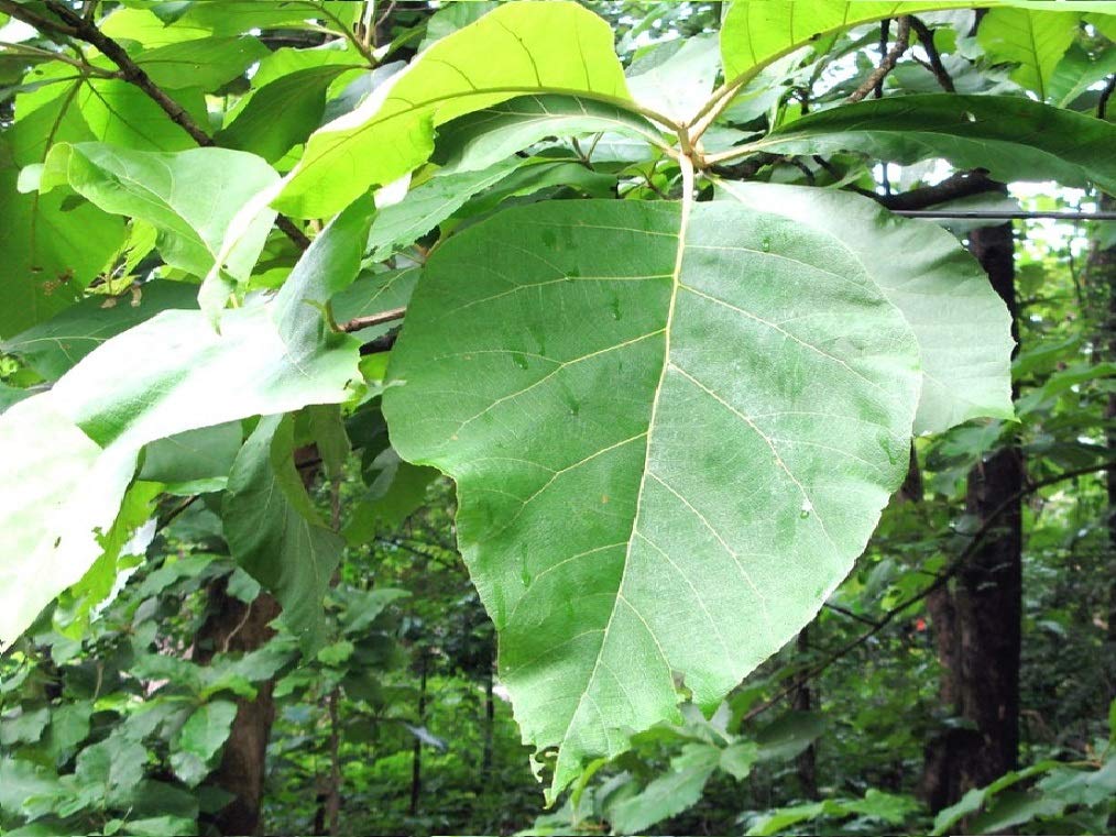 Indiana Teak Sagun Chingsu Shaak Saagavaani Tegu Sagwan Tega Tekku ...