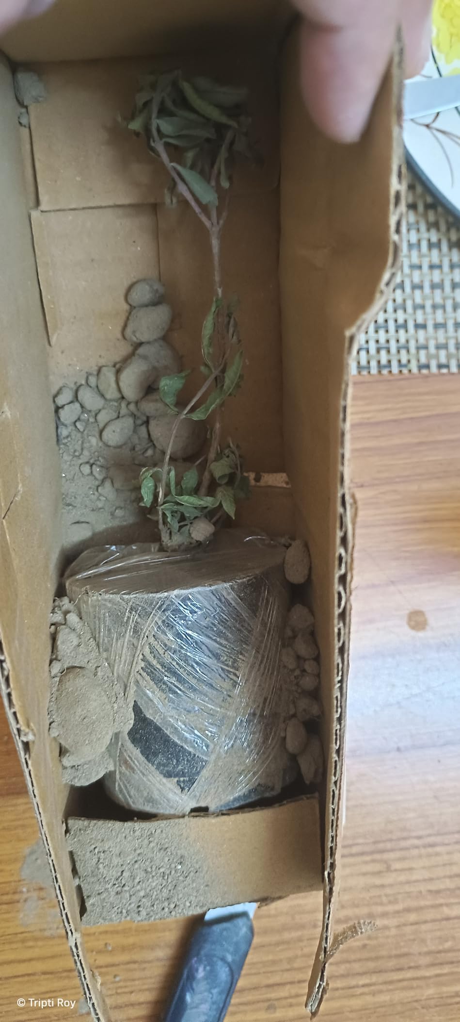 PlantaZee Guava Live Plant Sweet Seedless Jamrukh Amrud Live Chinese ...