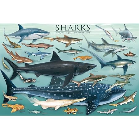 Amazon.com: Sharks and Kin Poster Great White Thresher Hammerhead ...