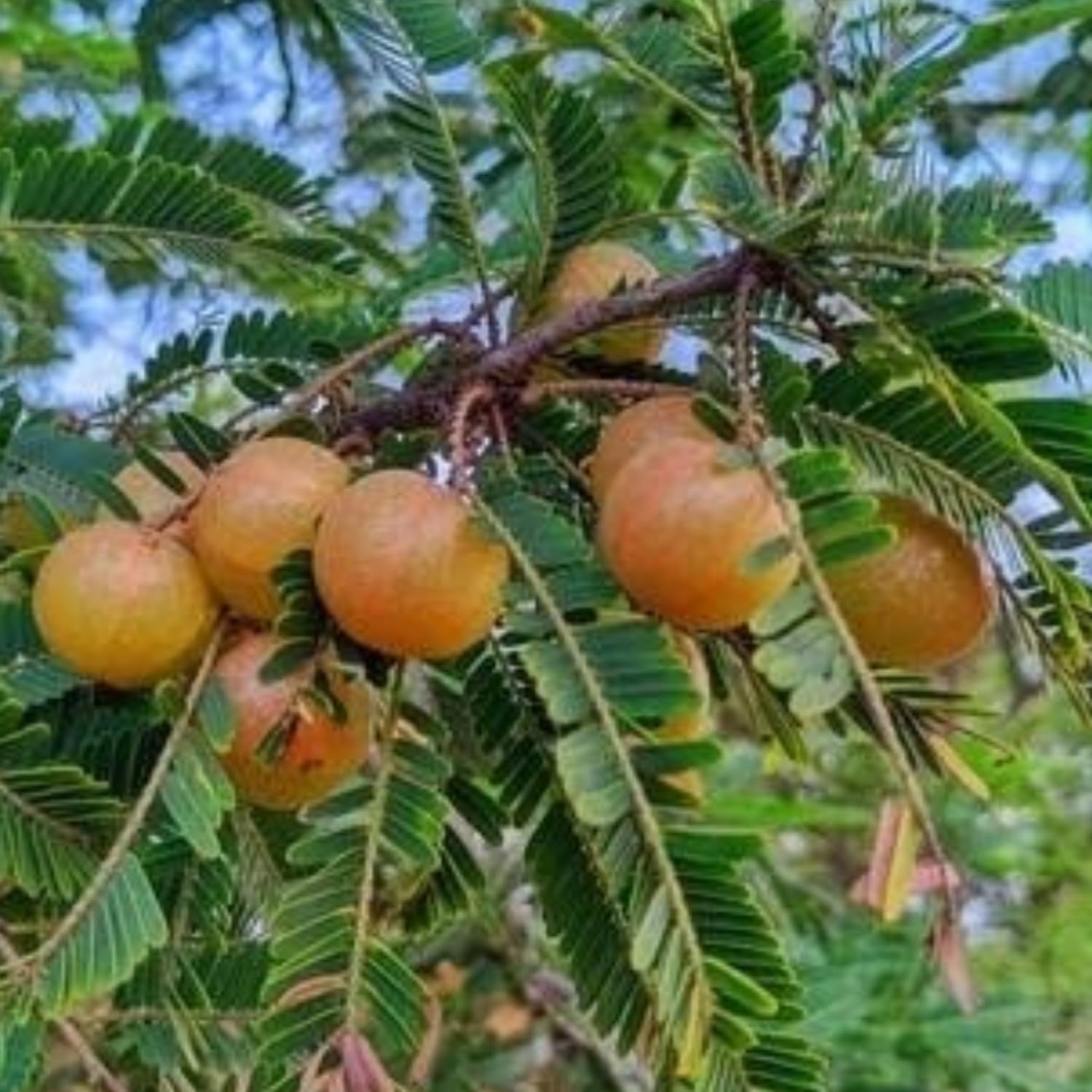 Natura GreenHouse Red Amla Sweet Hybrid Thai Grafted Fruit Live Plant ...