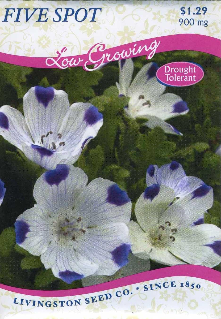 Amazon.com : Five Spot - Nemophila Maculata (Annual) : Flowering Plants ...