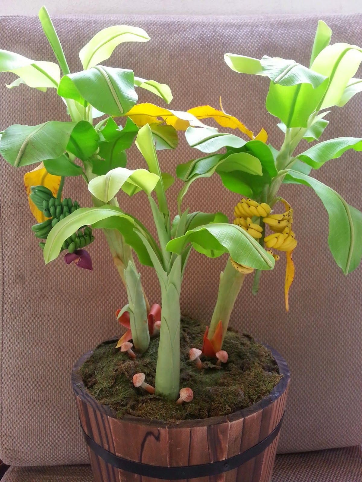 Amazon.com : KIRA SEEDS - Seeds Ornamental Banana Tree - Tree for ...
