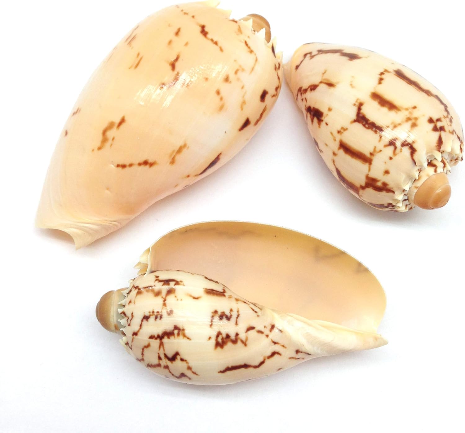 Amazon.com: PEPPERLONELY 3 PC Polished Melon Diadema Sea Shells, Beach ...