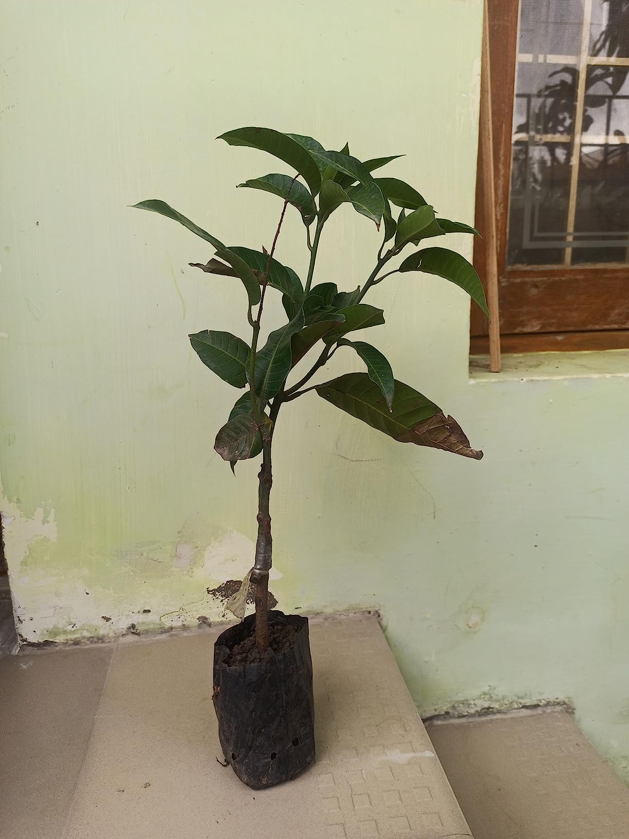 Dejestqoo Thai Pink Coconut Tree Height 2-3 Feet Dwarf coconut tree ...