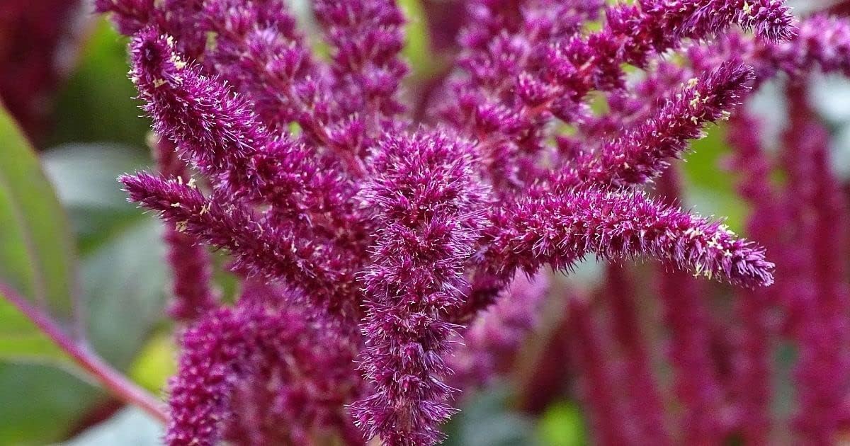 Amaranth Amaranthus Paniculatus – Semillas exóticas para plantar en tu ...