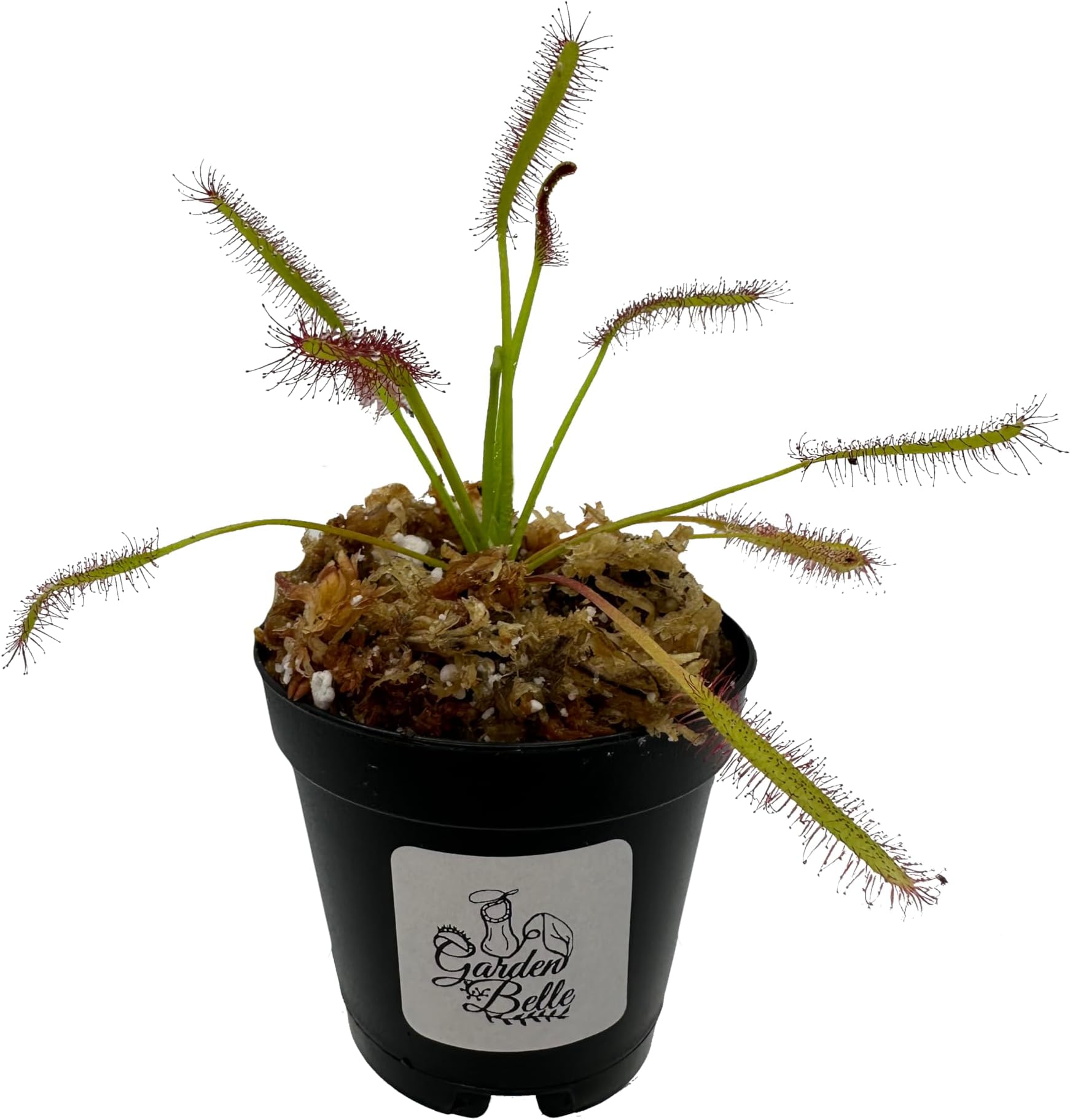 Amazon.com : Cape Sundew - Drosera Capensis Red - Carnivorous Plant ...