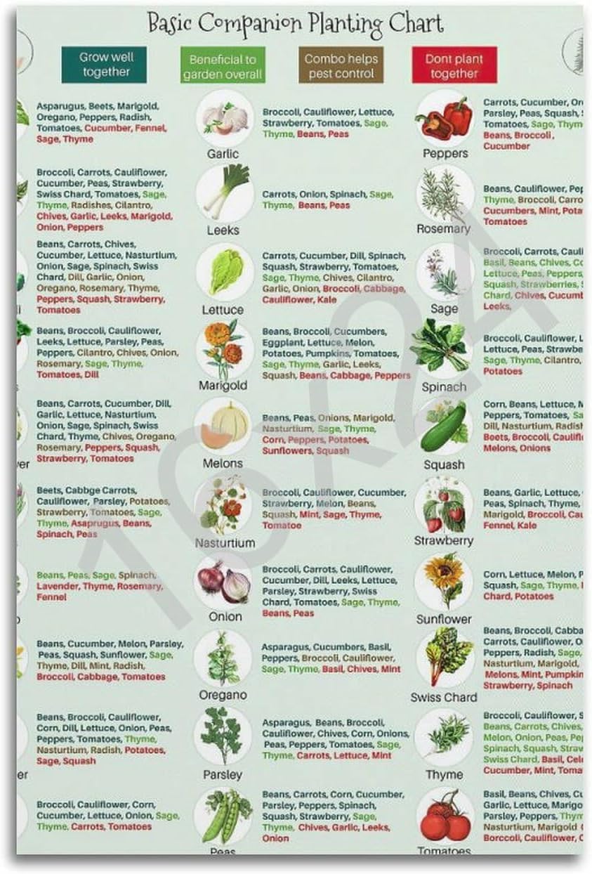 Amazon.com: Basic Companion Planting Chart Poster Garden Planting Types ...