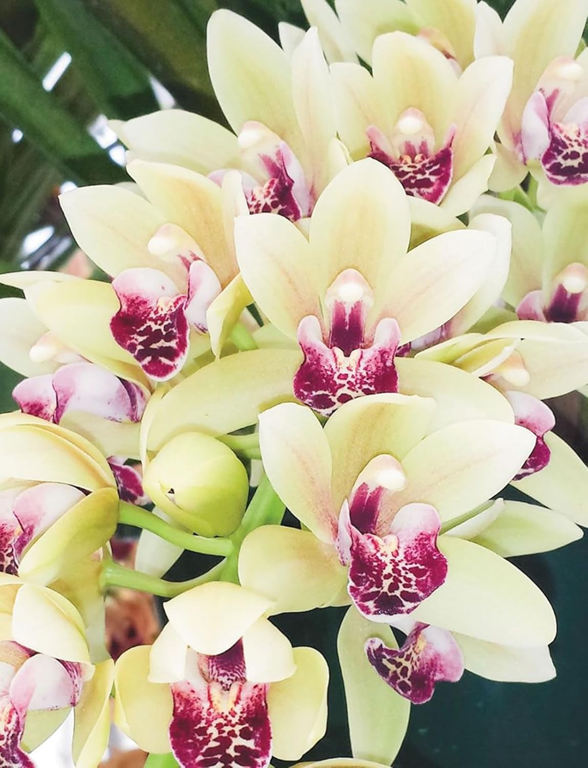 Amazon.com : Indoor or Outdoor Professional (Cymbidium for Planting ...
