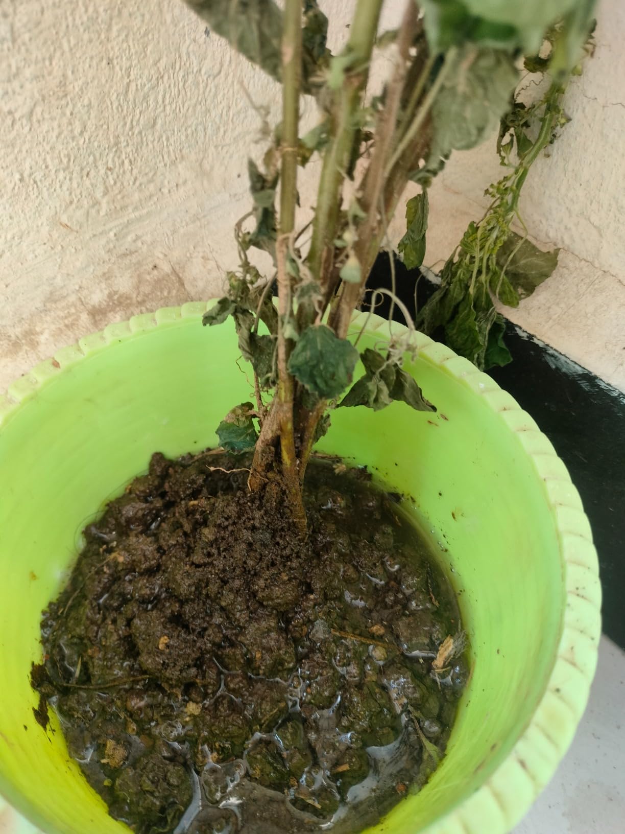 Indian Copperleaf Indian acalypha Kupi Kuppai-meni Kuppameni Harita ...